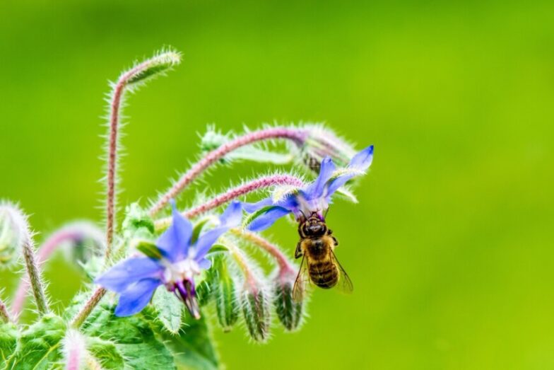 Five Pollinator-friendly Plants For Your Garden